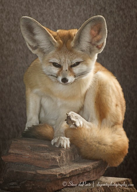 Fennec Fox | Photography by Steve daPonte