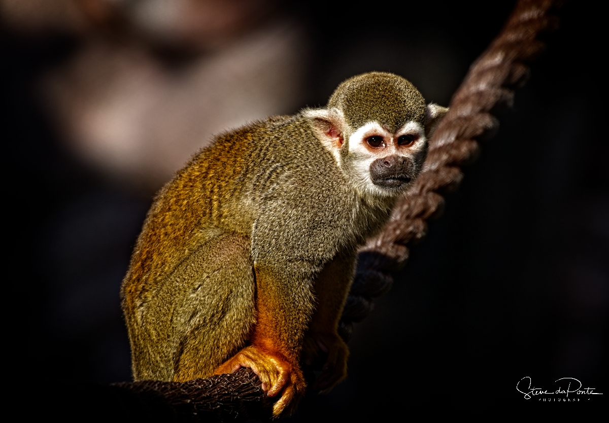Monkey – Palm Beach Zoo | Photography by Steve daPonte