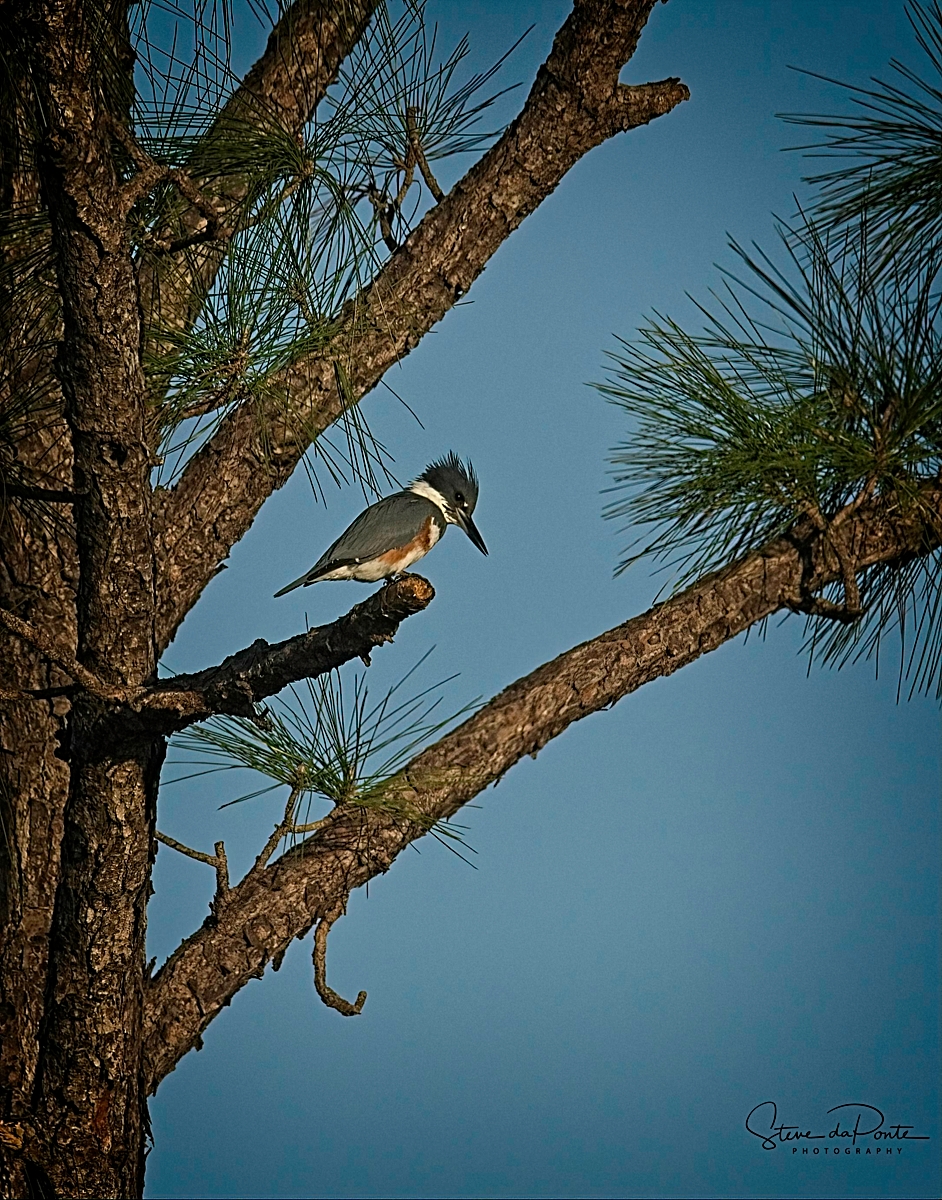 Kingfisher | Photography by Steve daPonte