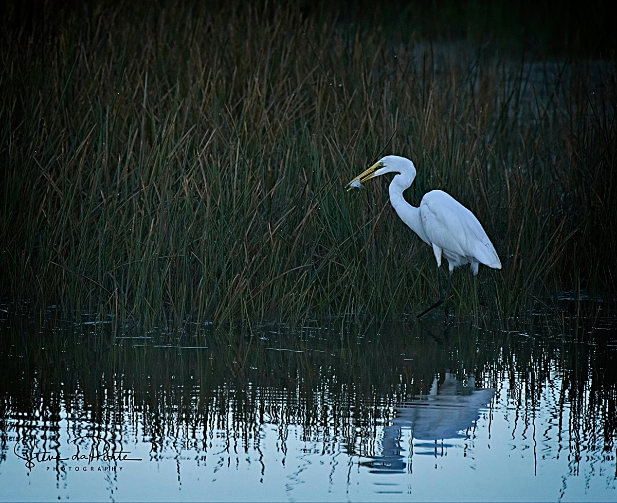 Morning Catch | Photography by Steve daPonte