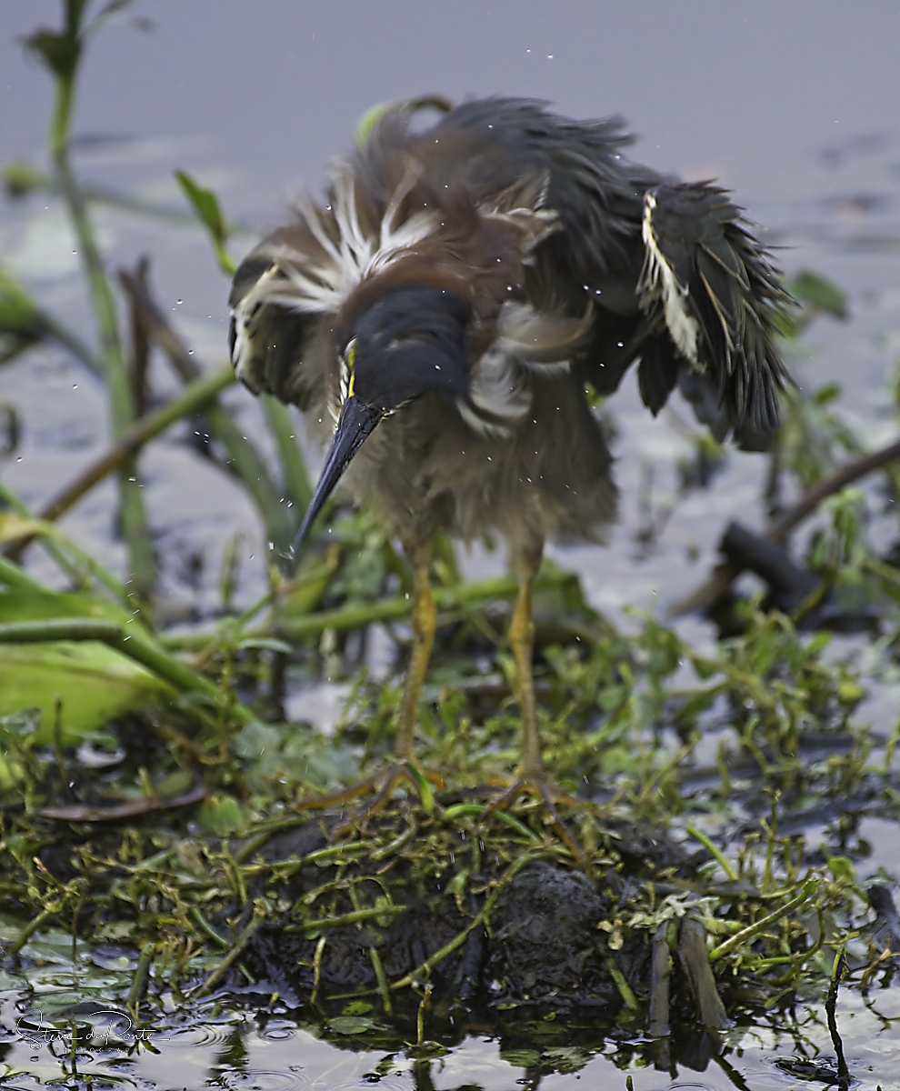 Shake It Up | Photography by Steve daPonte
