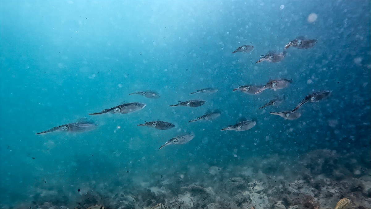 Below The Surface | Photography by Steve daPonte