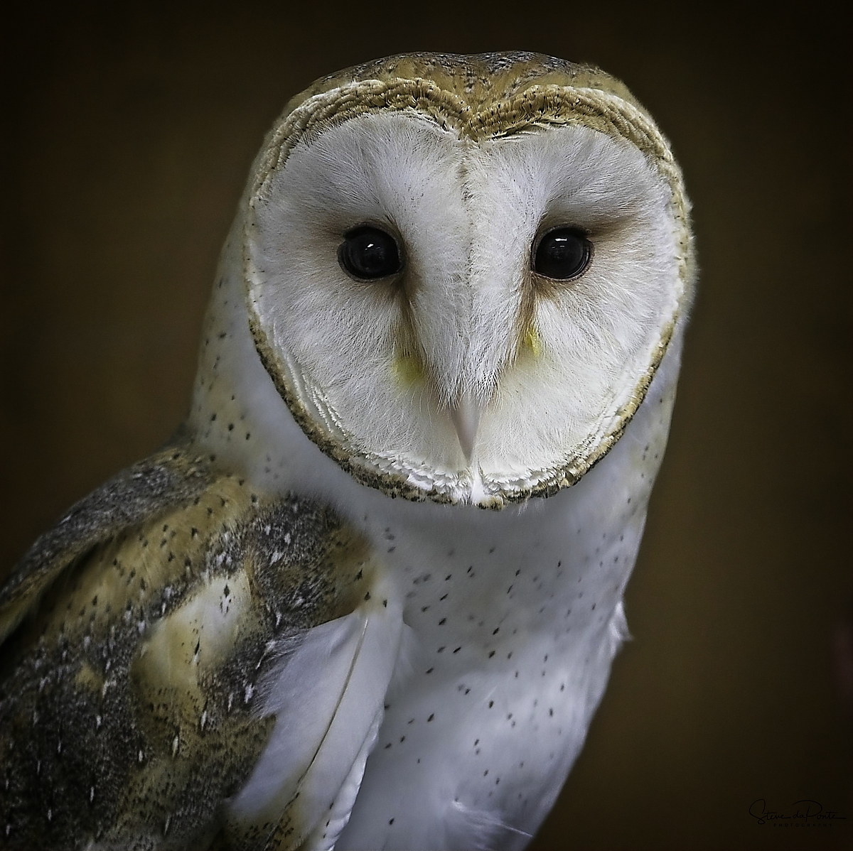 Barn Owl | Photography by Steve daPonte