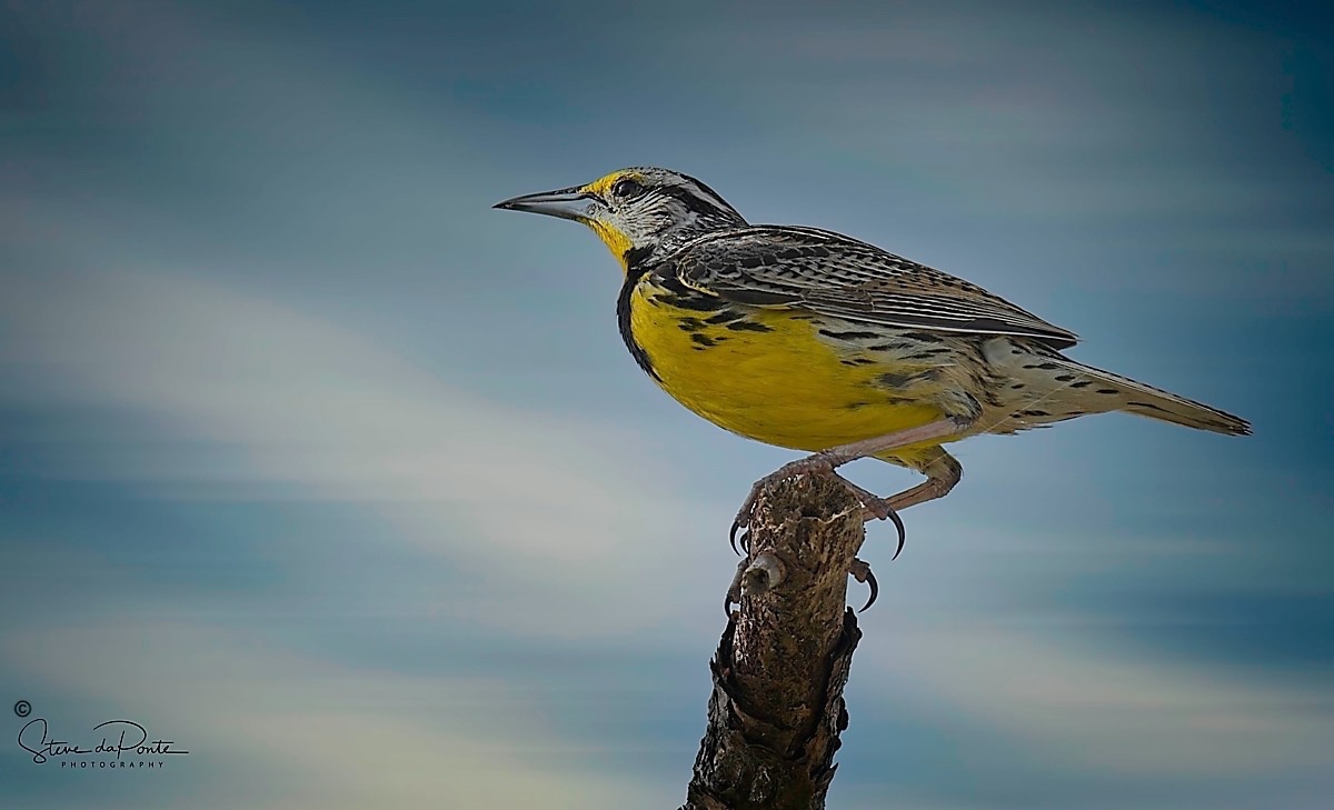Meadowlarks | Photography by Steve daPonte