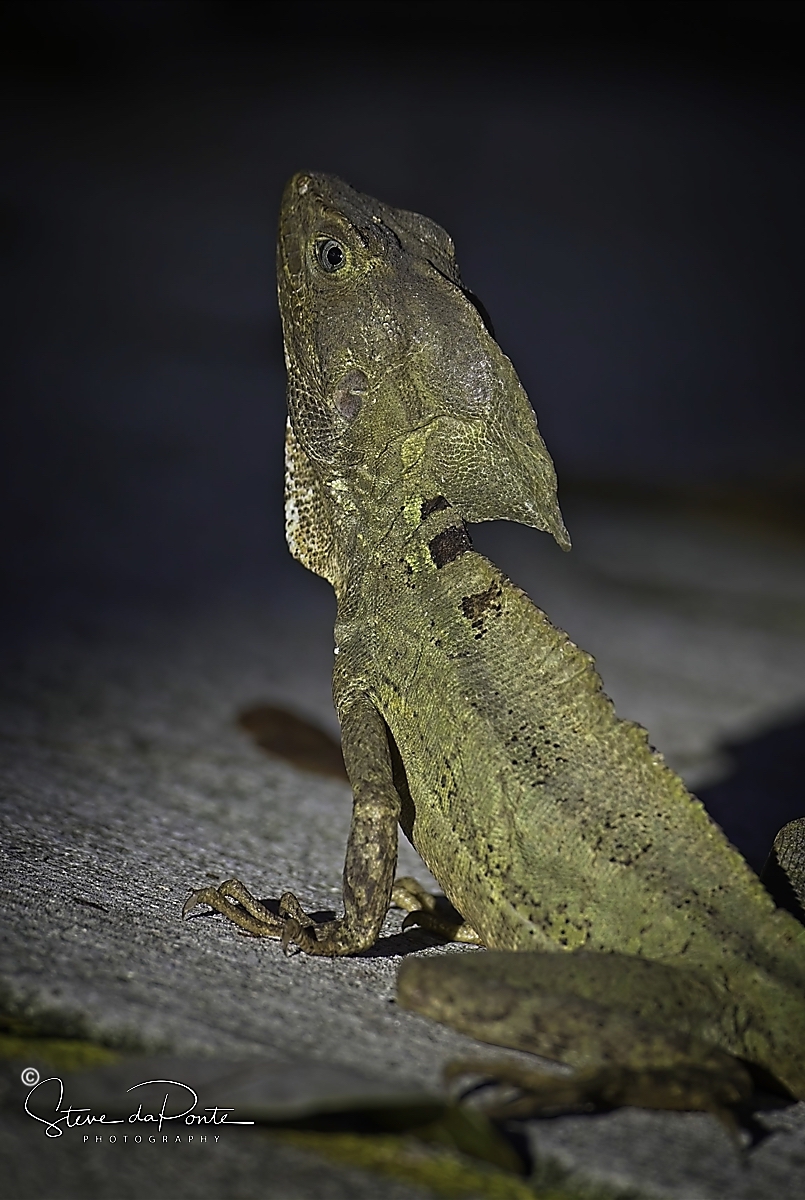 Common basilisk | Photography by Steve daPonte