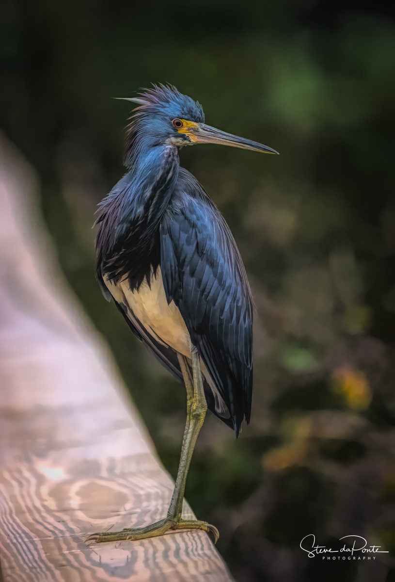 Tri-color Heron | Photography by Steve daPonte